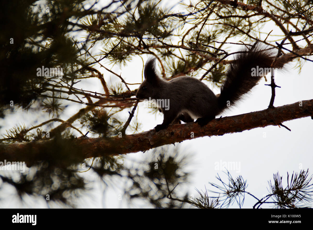 Russian squirrel hi-res stock photography and images - Alamy
