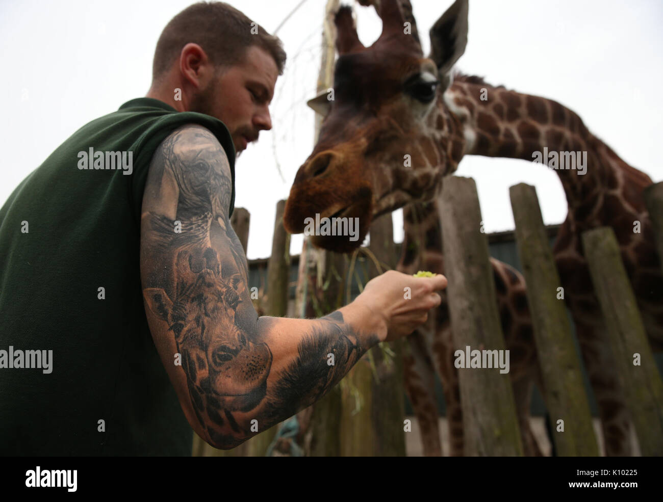 Giraffe blair drummond safari park hi-res stock photography and images ...