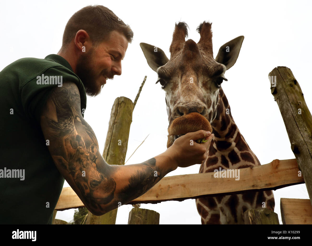Blair drummond safari park keeper graeme alexander feeds giraffe ruby ...
