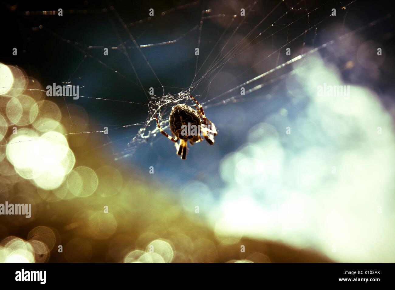 Animal insect cobweb spider (24030653010 Stock Photo - Alamy