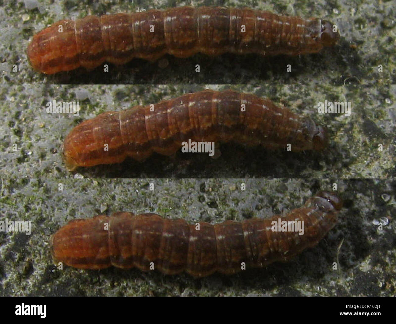 Agrochola circellaris larva Stock Photo - Alamy