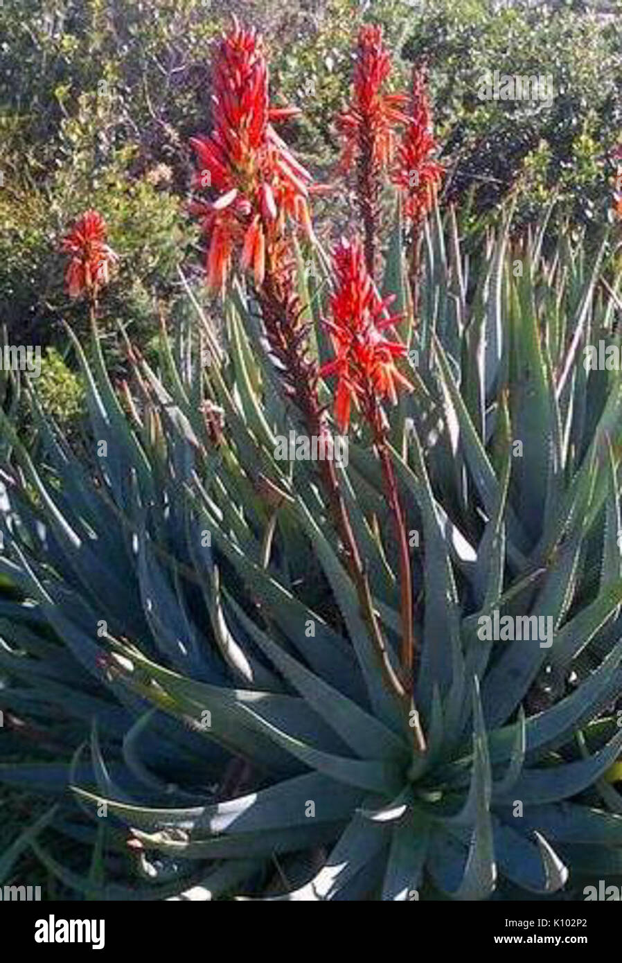 Aloe succotrina hi-res stock photography and images - Alamy