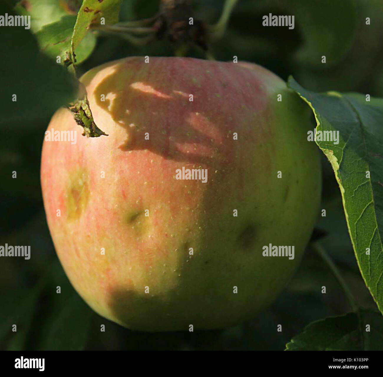 Apple hail damage10b Stock Photo - Alamy