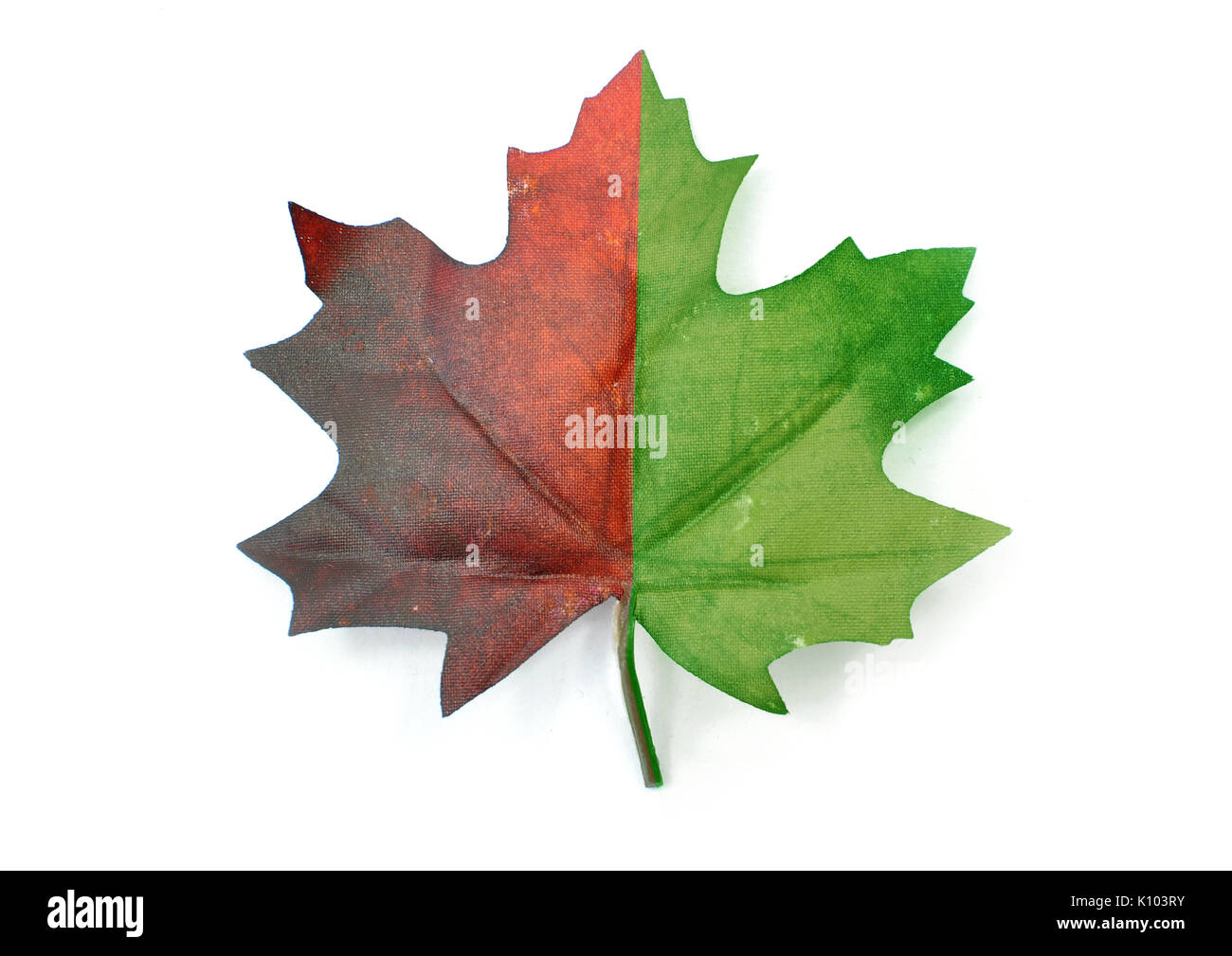 Autumn maple leaf partially green and red over a white background Stock ...
