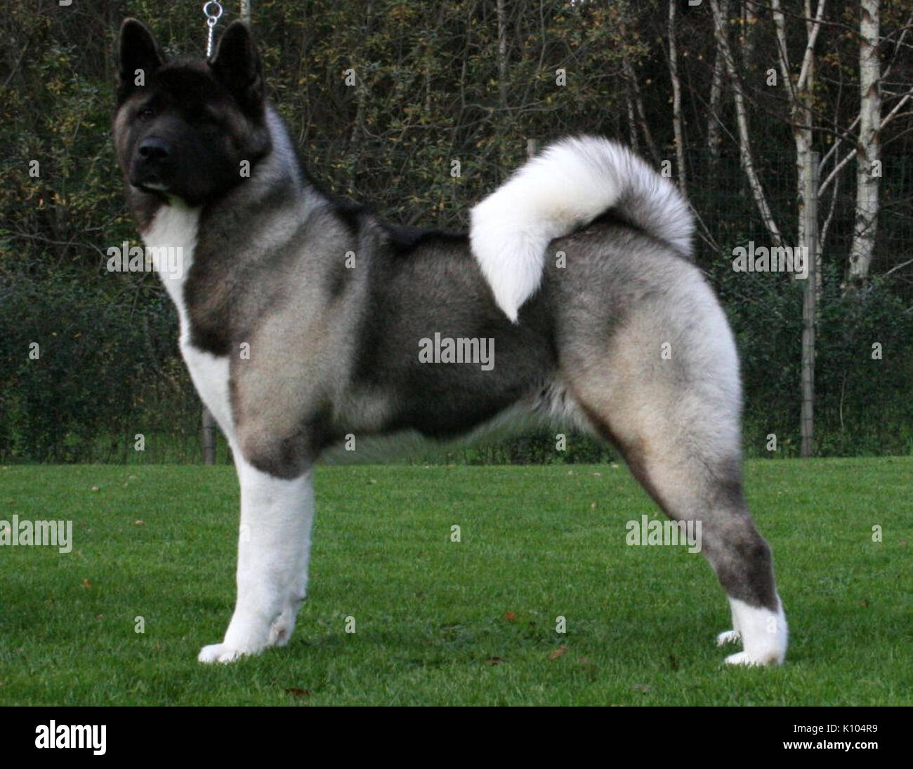 Map of akita hi-res stock photography and images - Alamy