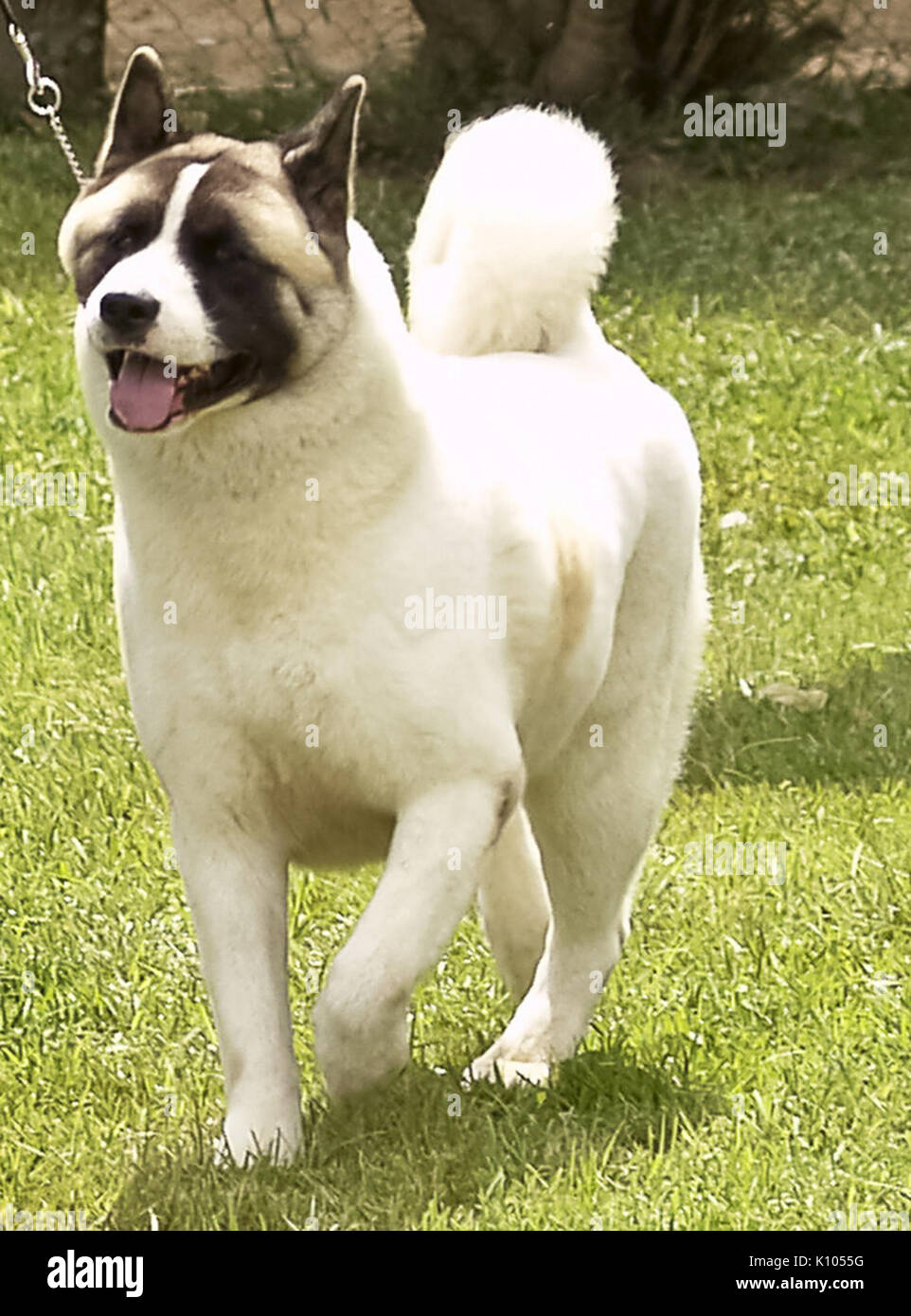 Akita map hi-res stock photography and images - Alamy