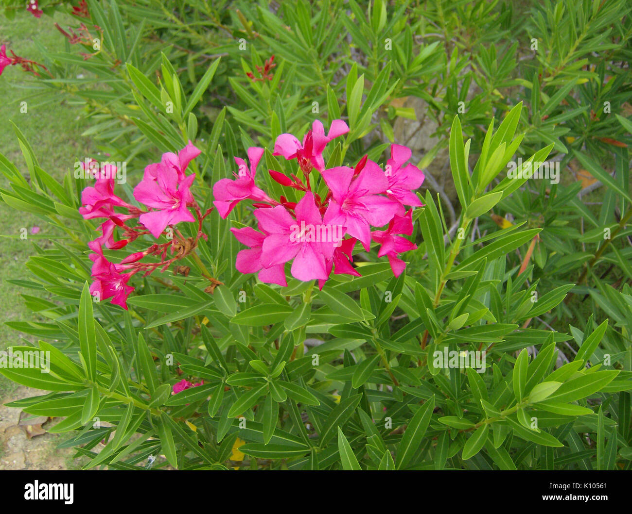Adelfa hi-res stock photography and images - Alamy