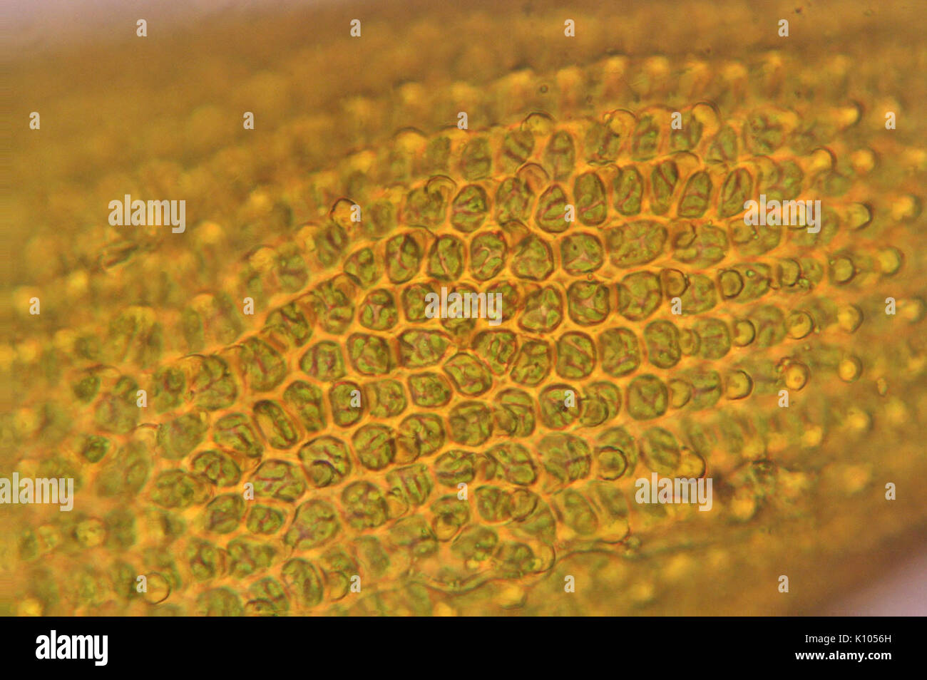 Andreaea rupestris (b, 150028 481738) 3776 Stock Photo - Alamy