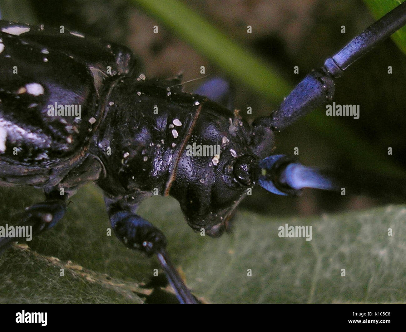 Anoplophora glabripennis Enschede2008 d220 Stock Photo - Alamy