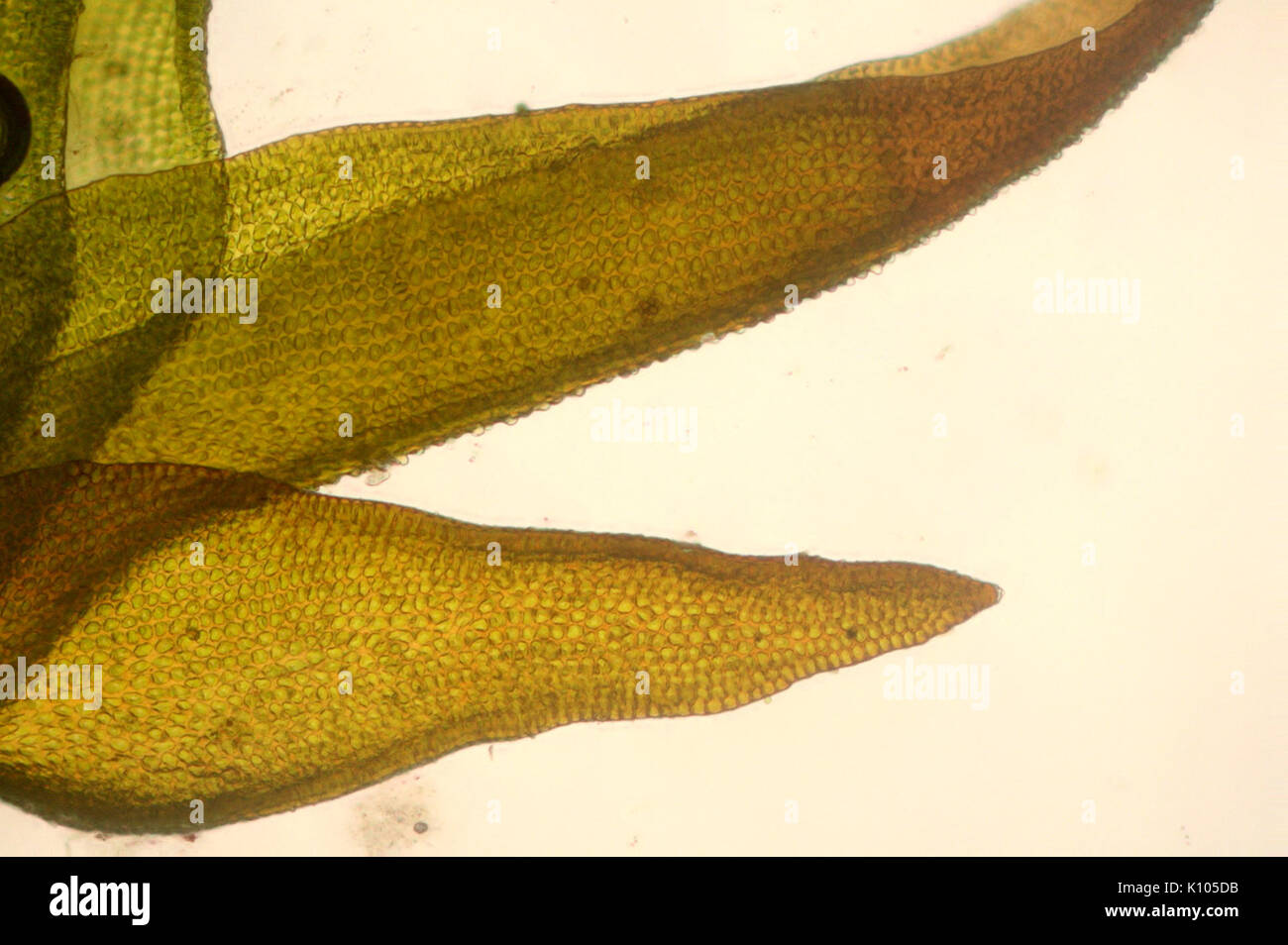 Andreaea rupestris (b, 150028 481738) 3775 Stock Photo - Alamy