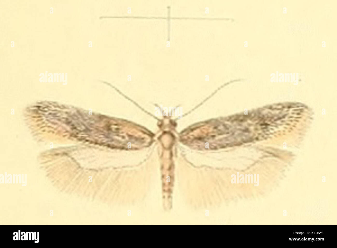 Athrips thymifoliella is a species of moth in the family Gelechiidae ...