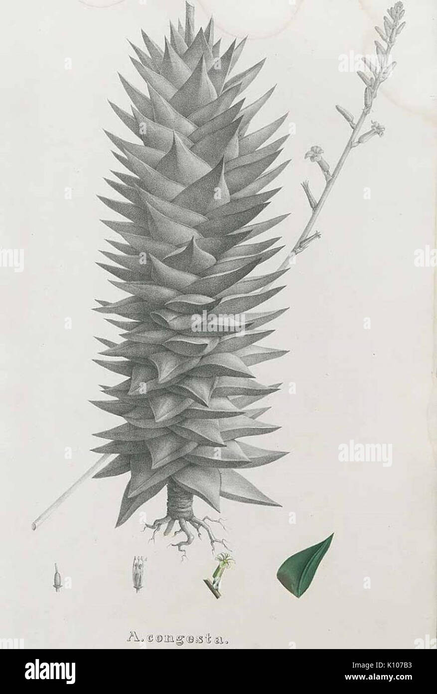 Astroloba congesta monograph 1849 1863 Stock Photo - Alamy