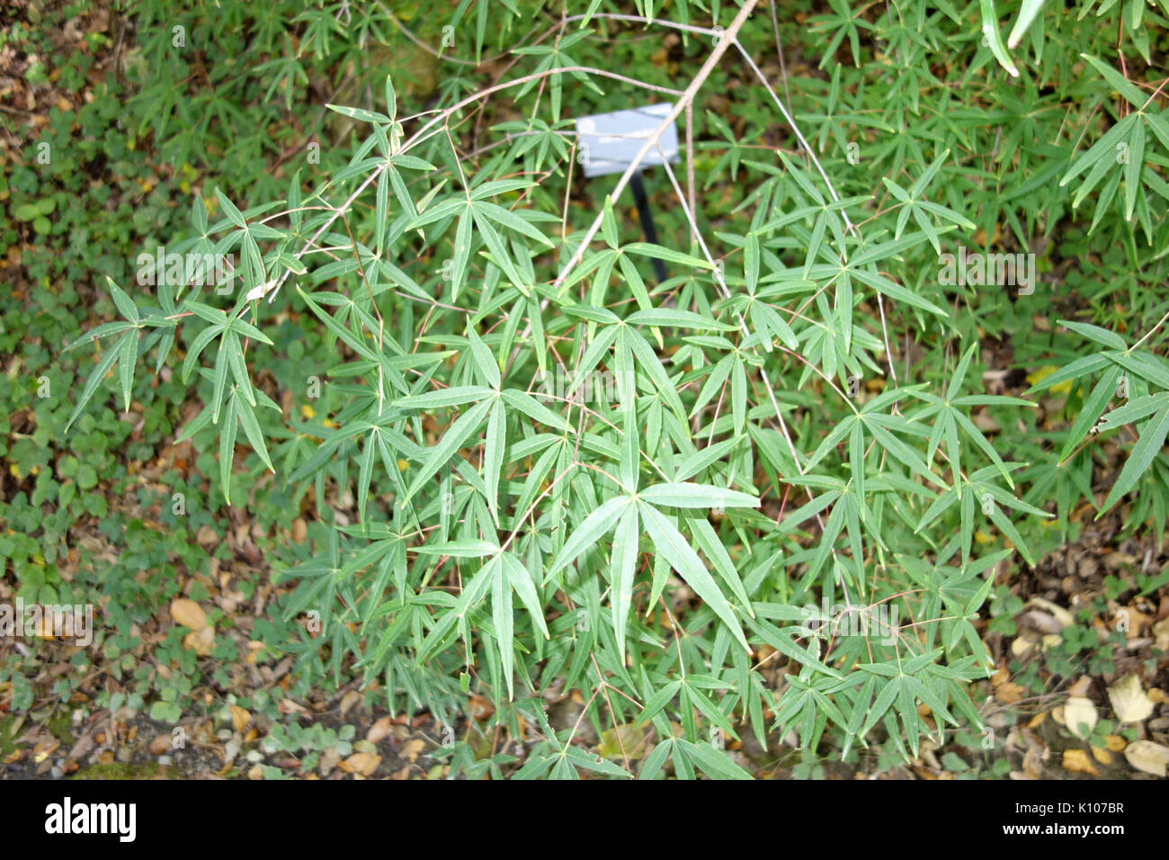 Acer pentaphyllum Quarryhill Botanical Garden DSC03224 Stock Photo - Alamy