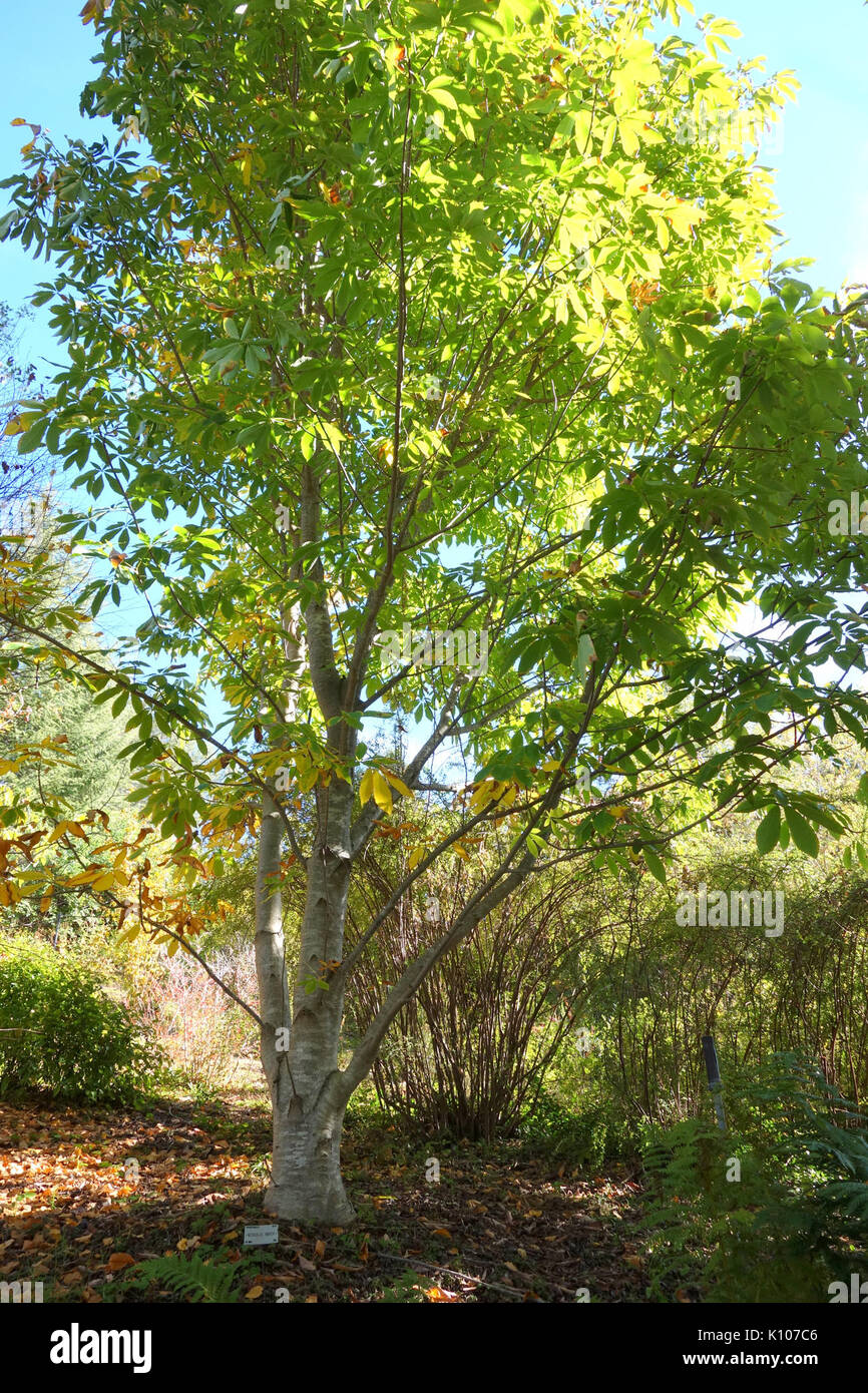 Aesculus Indica High Resolution Stock Photography and Images - Alamy