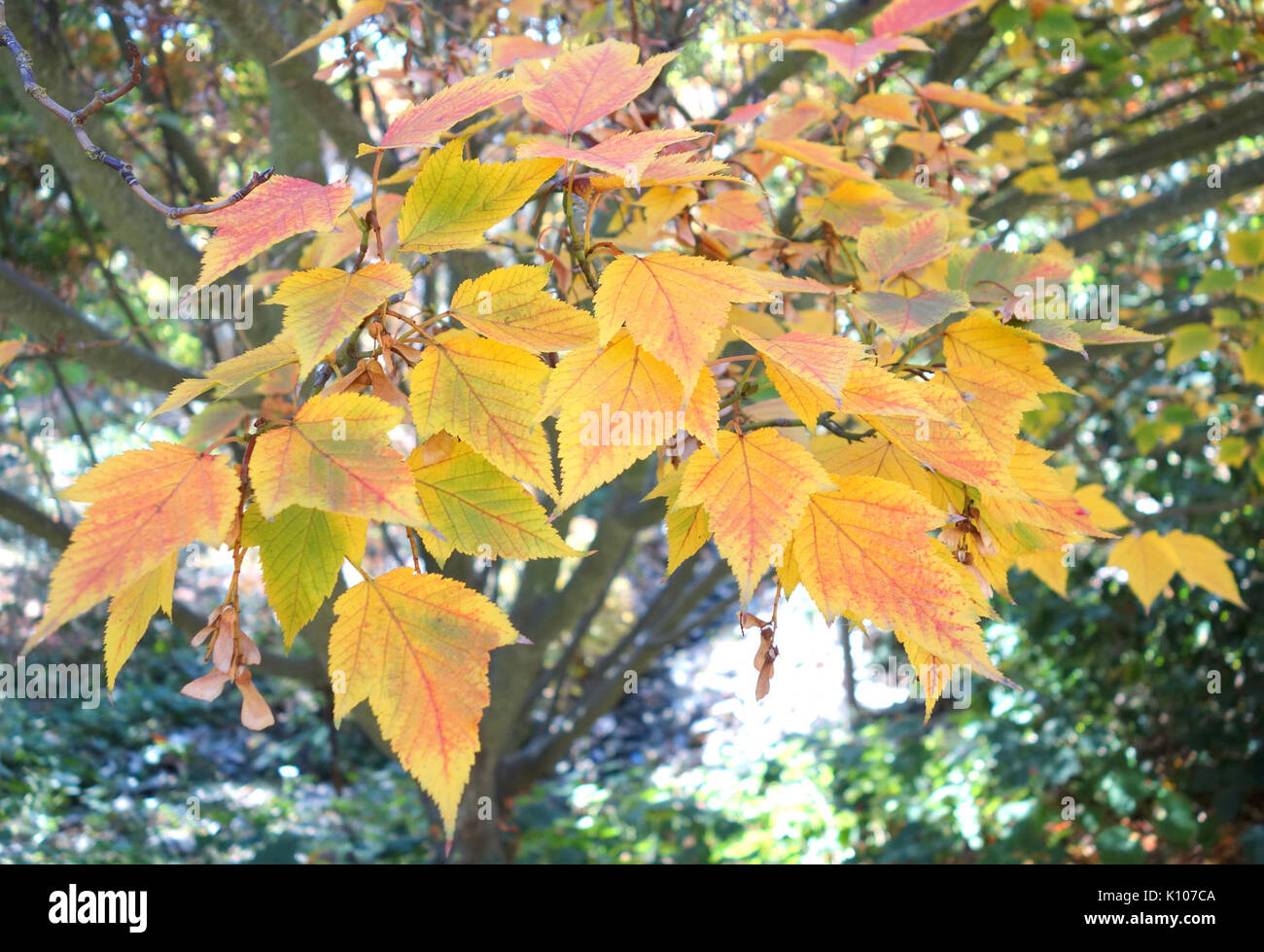 Acer Rufinerve High Resolution Stock Photography and Images - Alamy