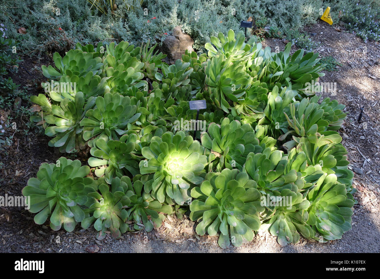 Aeonium arboretum hi-res stock photography and images - Alamy