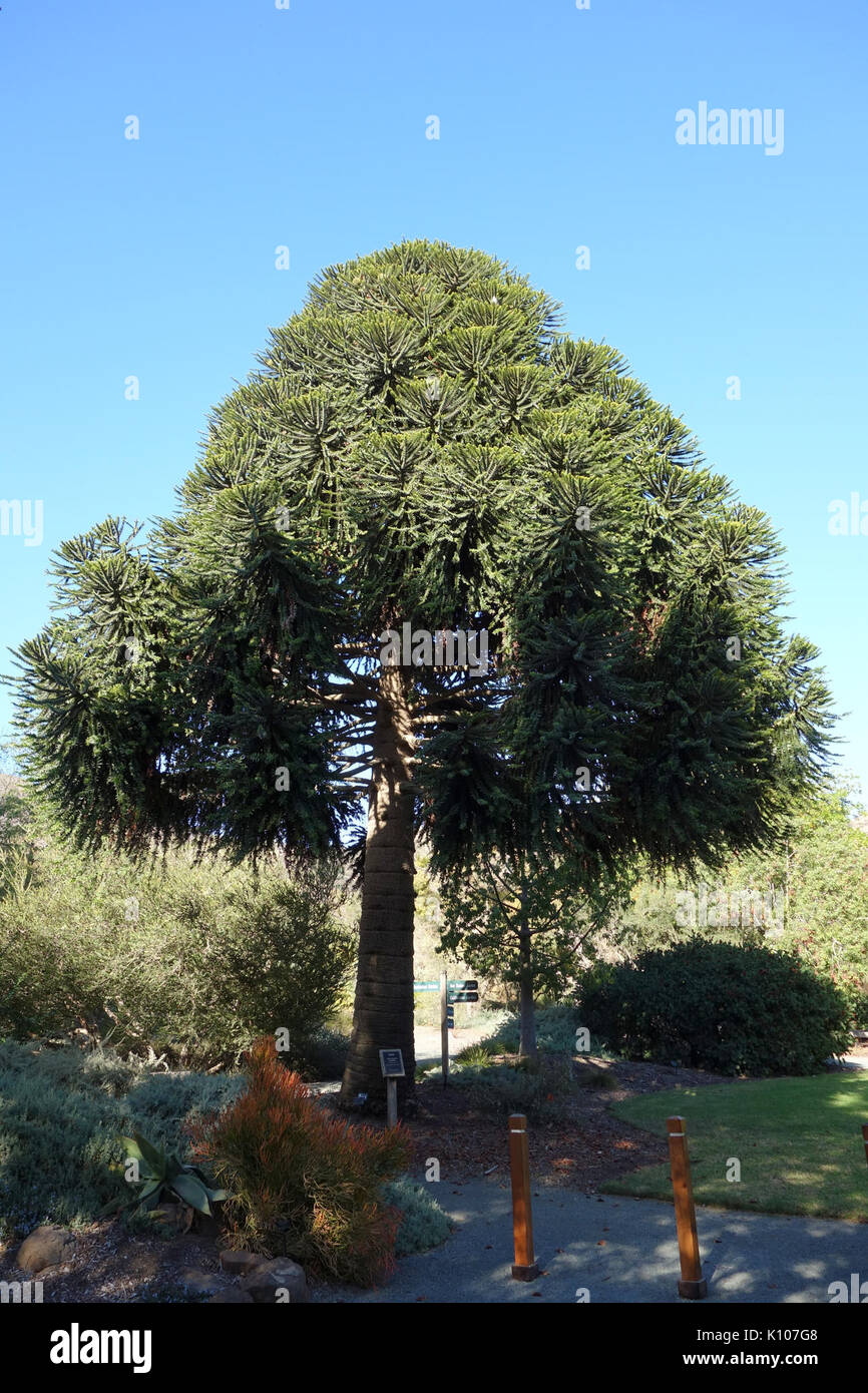 Araucaria bidwillii hi-res stock photography and images - Alamy