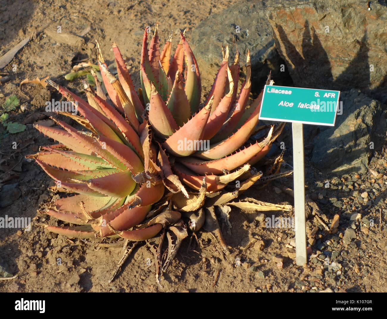 Aloe flowering succulent species hi-res stock photography and images ...