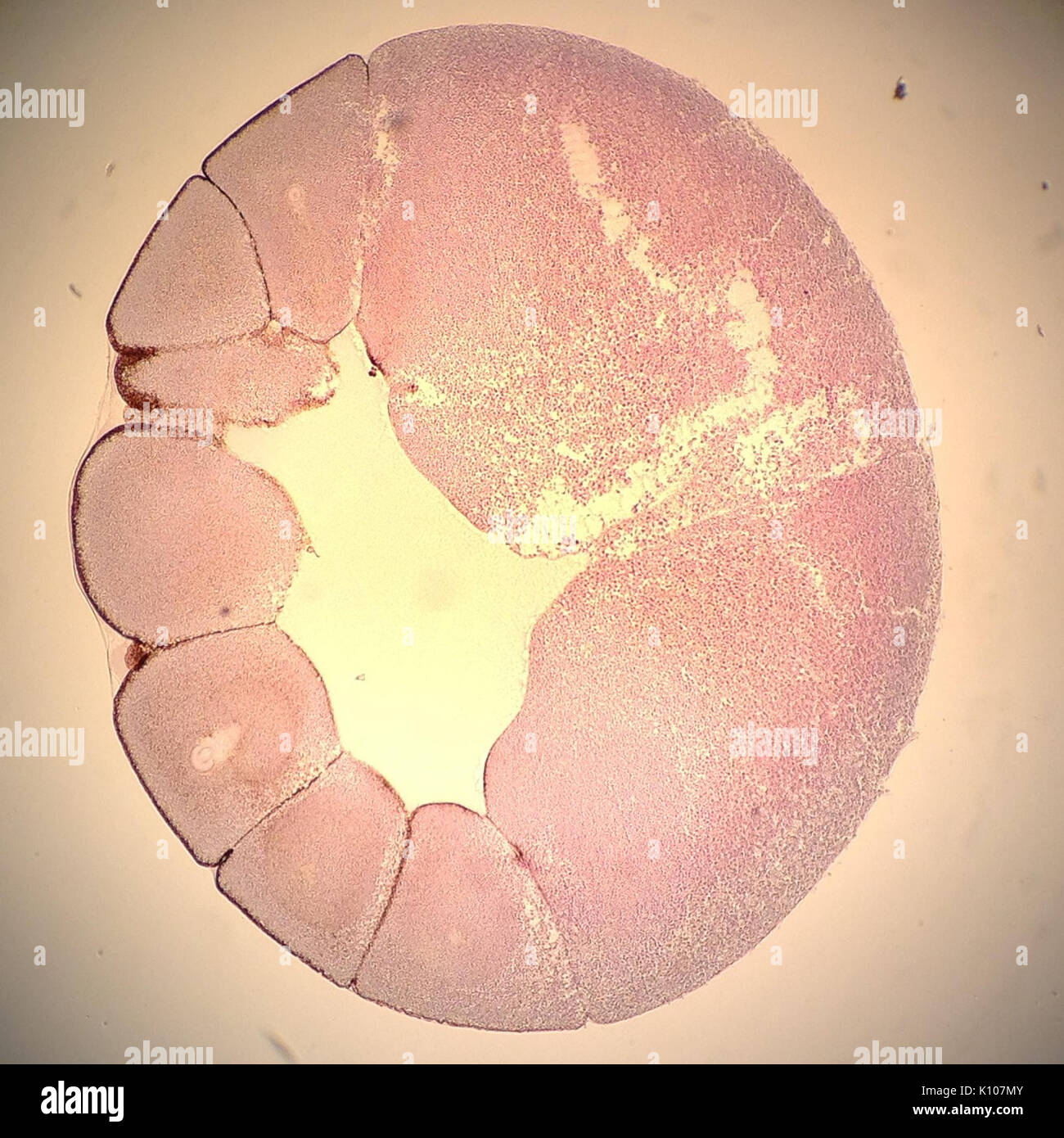 Ambystoma late cleavage 3 Stock Photo - Alamy