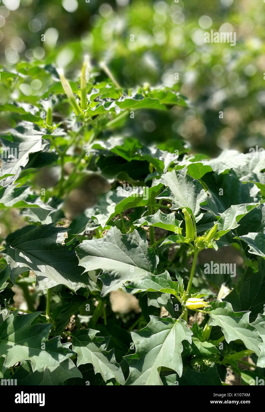 Branch of datura stramonium hi-res stock photography and images - Alamy