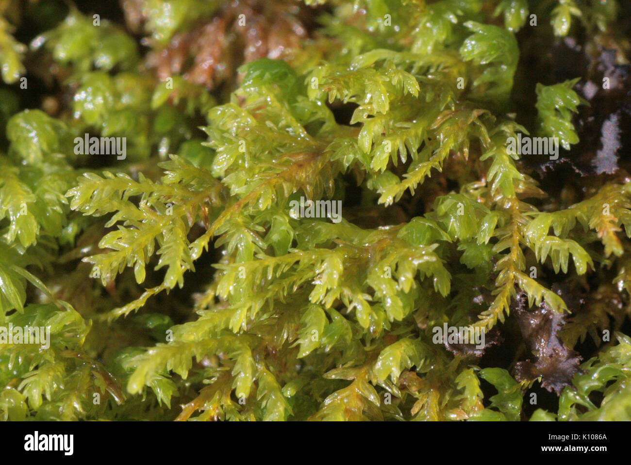 Anomodon attenuatus hi-res stock photography and images - Alamy