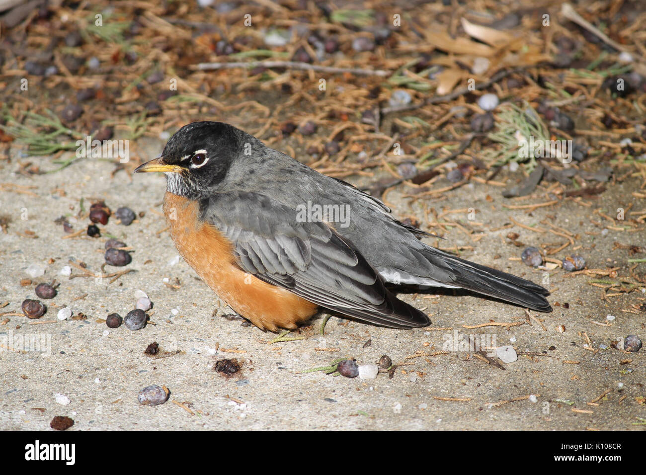 Line drawing robin hi-res stock photography and images - Alamy