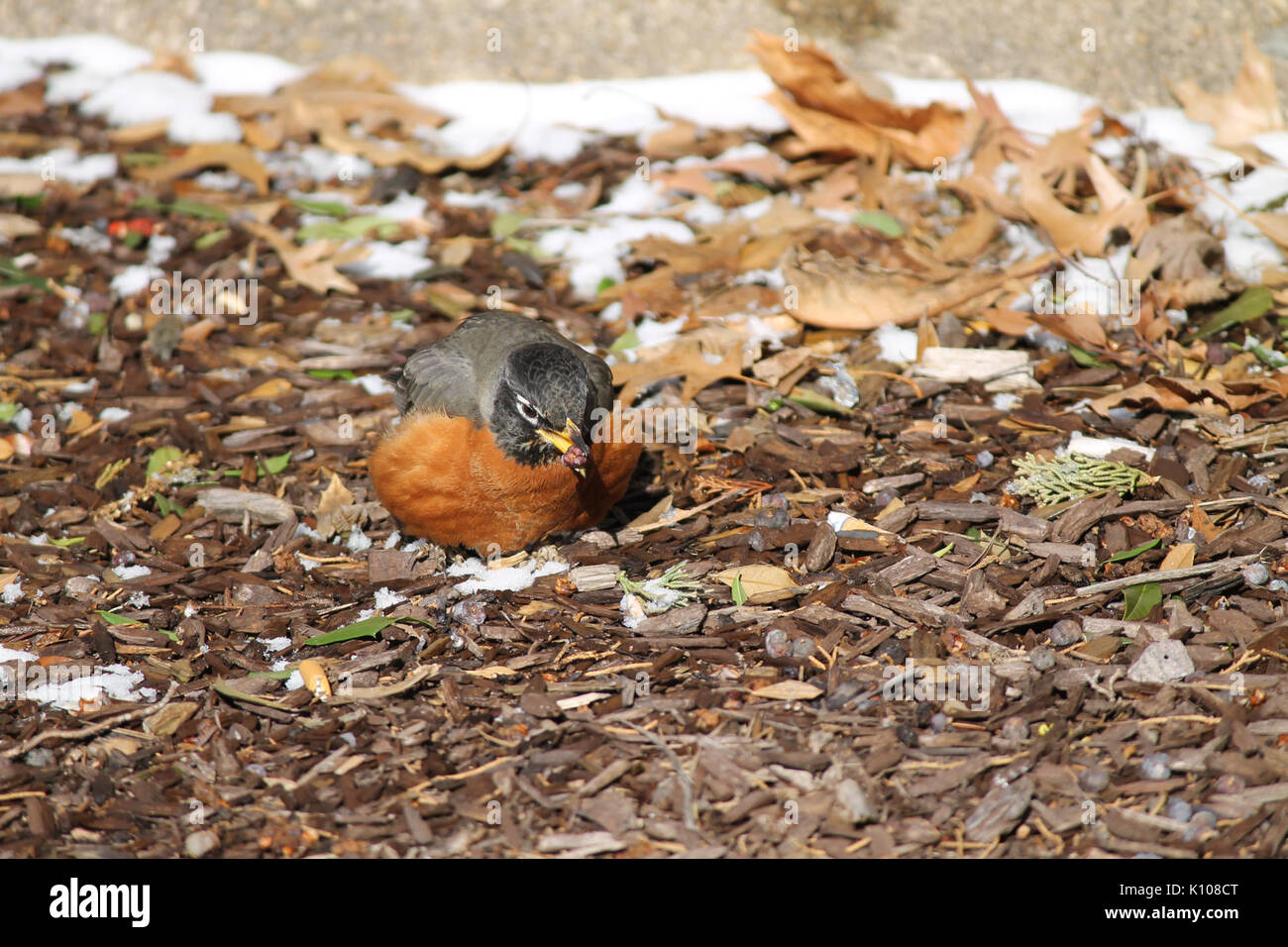 Line drawing robin hi-res stock photography and images - Alamy