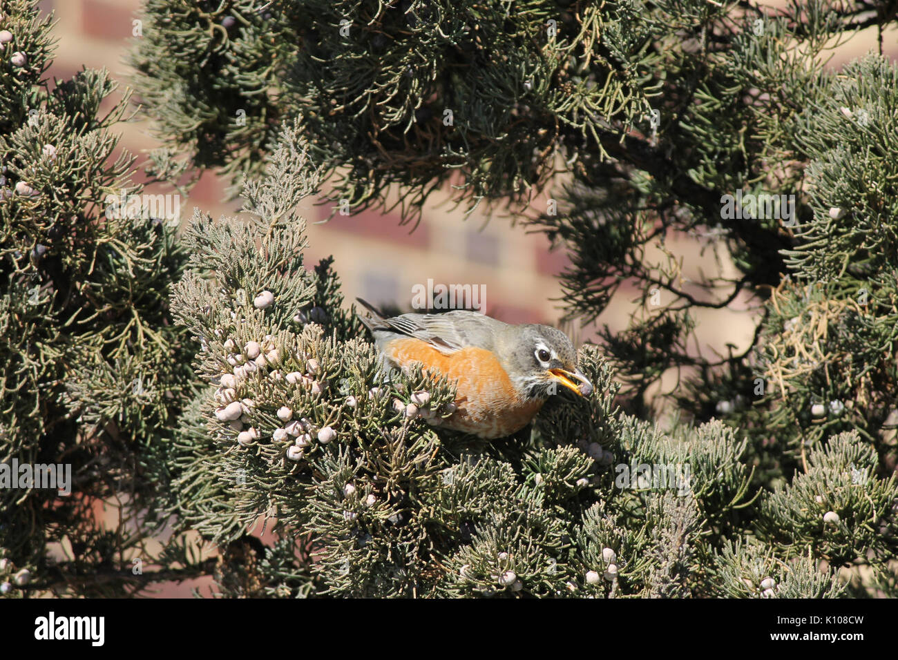 Line drawing robin hi-res stock photography and images - Alamy