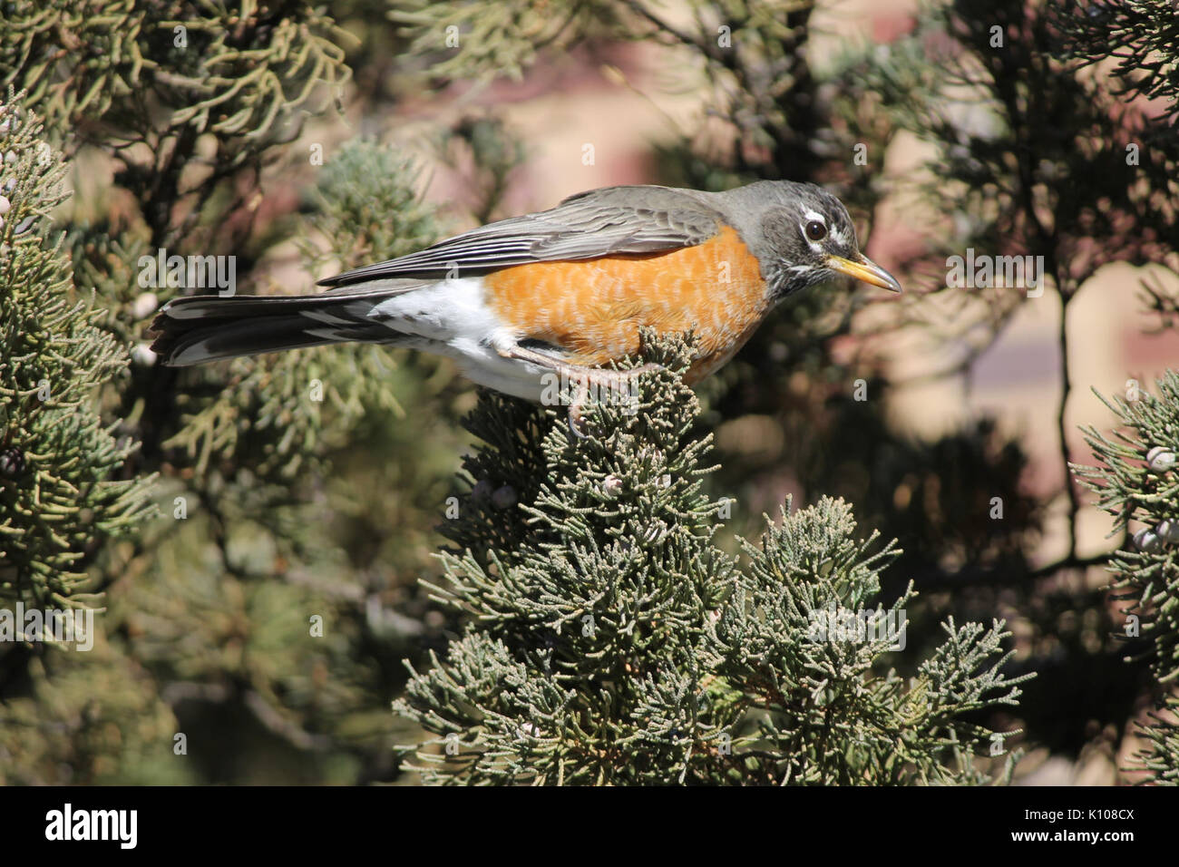 Line drawing robin hi-res stock photography and images - Alamy