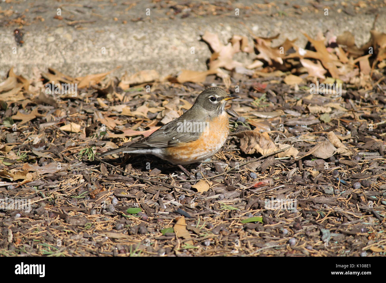 Line drawing robin hi-res stock photography and images - Alamy