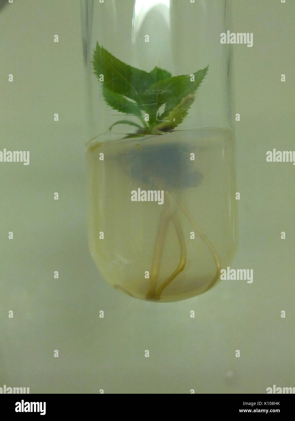 Rootstocks apple tree hi-res stock photography and images - Alamy