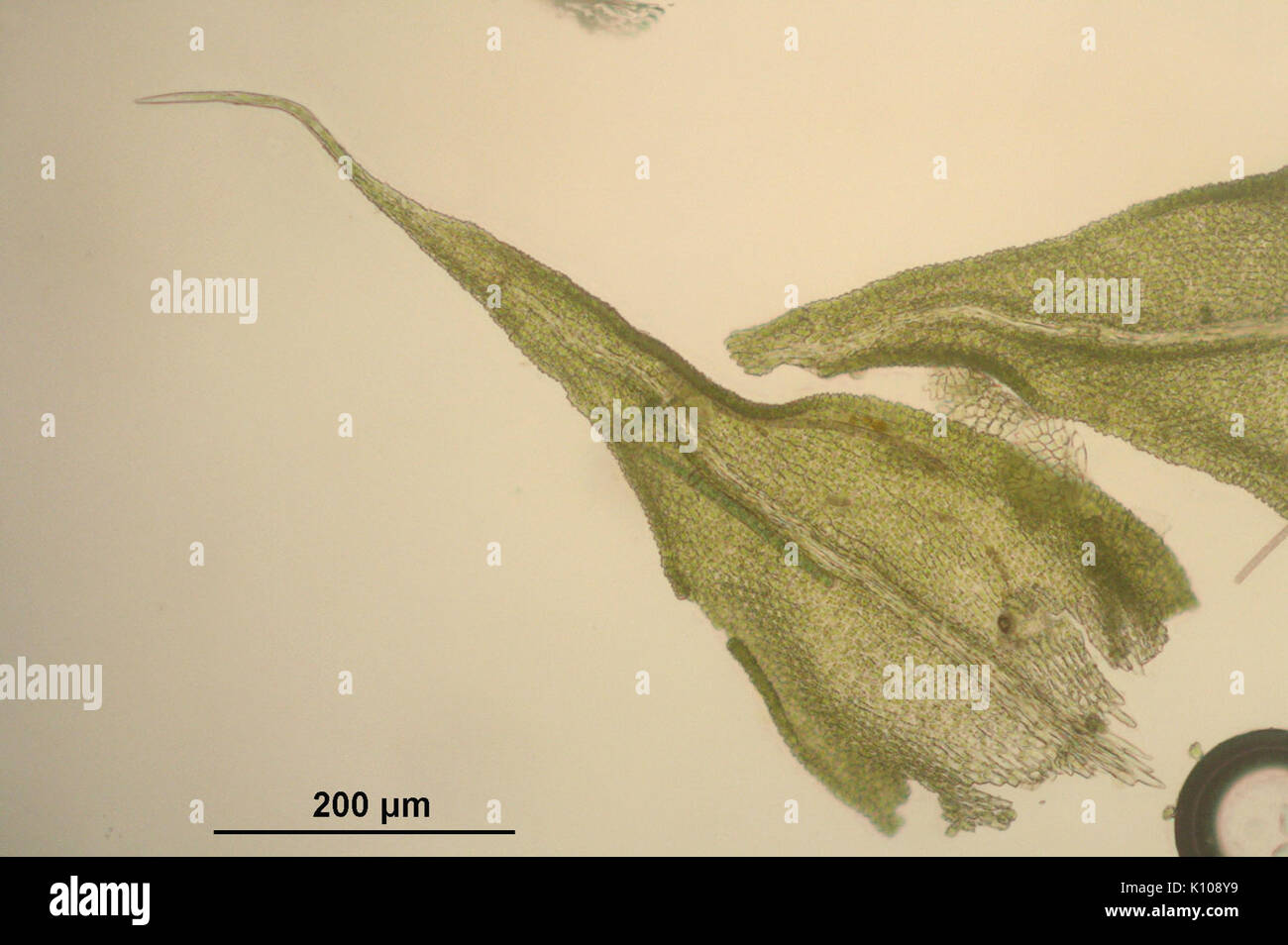 Diversity of plant morphology hi-res stock photography and images - Alamy