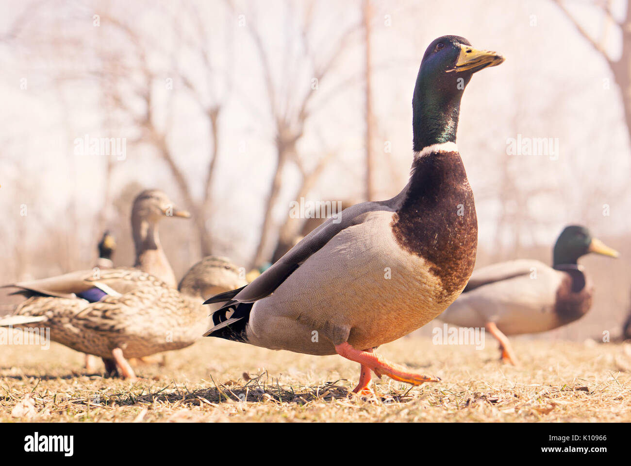 Drake birds hi-res stock photography and images - Alamy