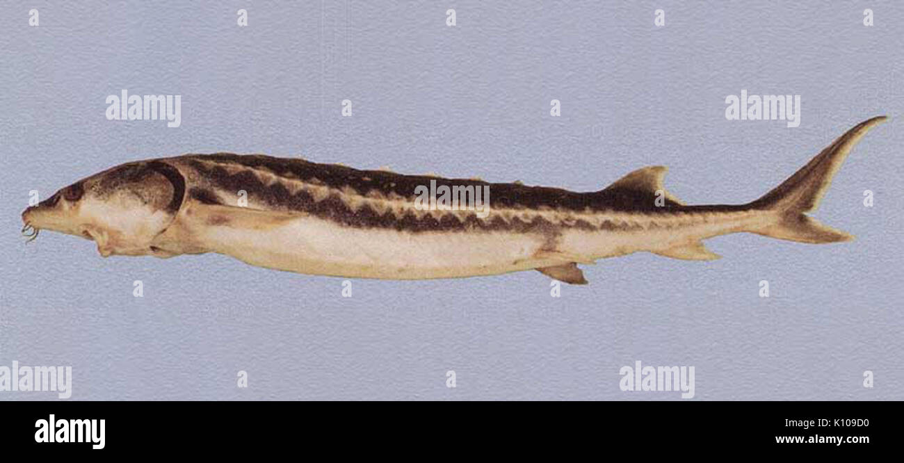Acipenser persicus hi-res stock photography and images - Alamy