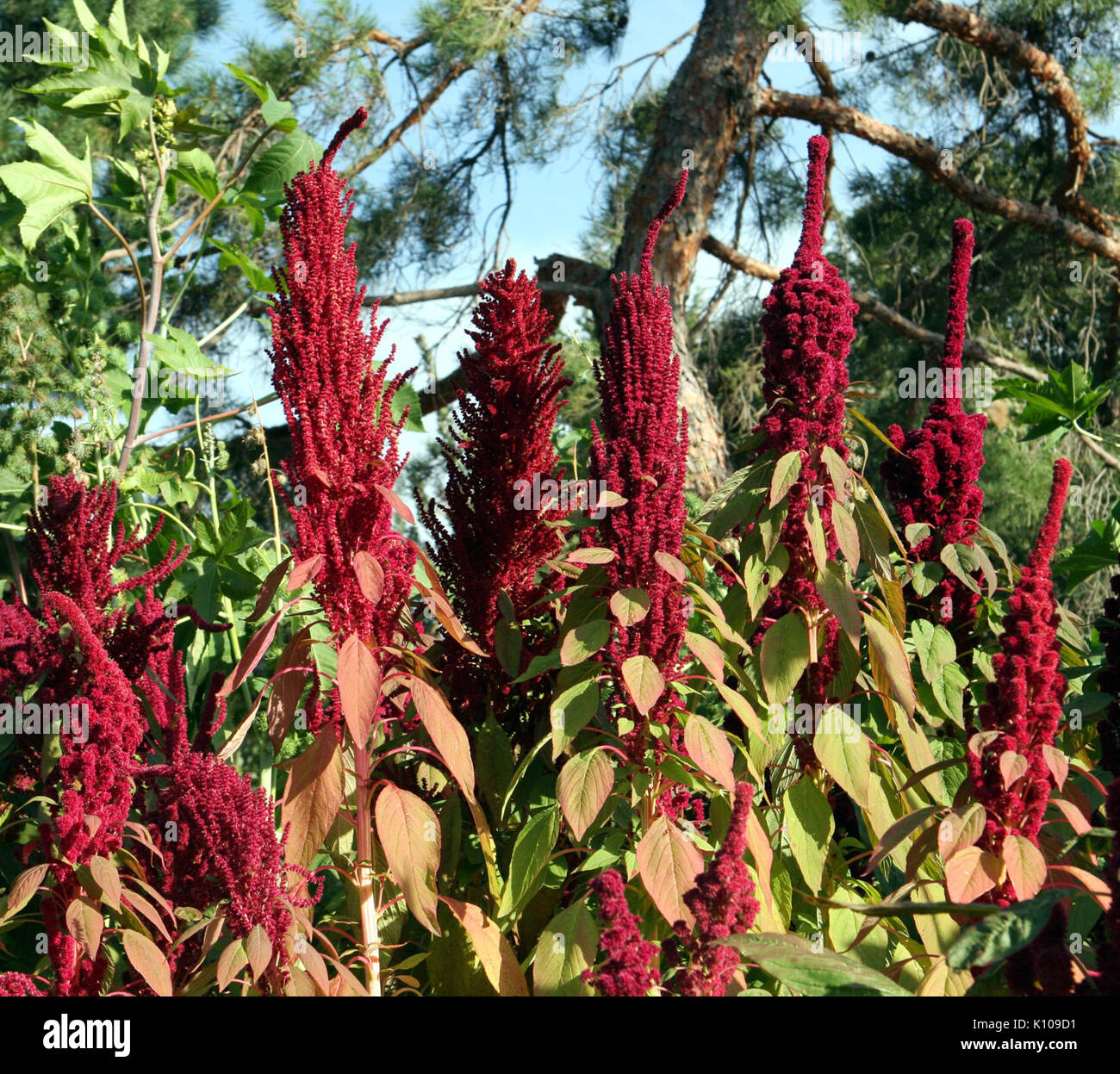 Amaranthus flowers hi-res stock photography and images - Alamy
