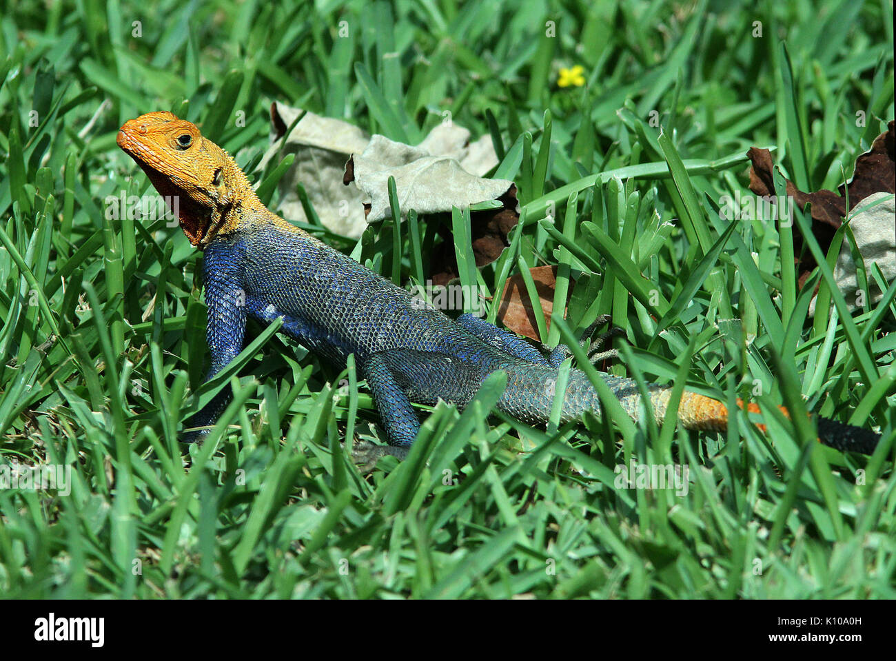 AFRICAN RAINBOW LIZARD or RED HEADED AGAMA (Agama agama africana)LIZARD ...