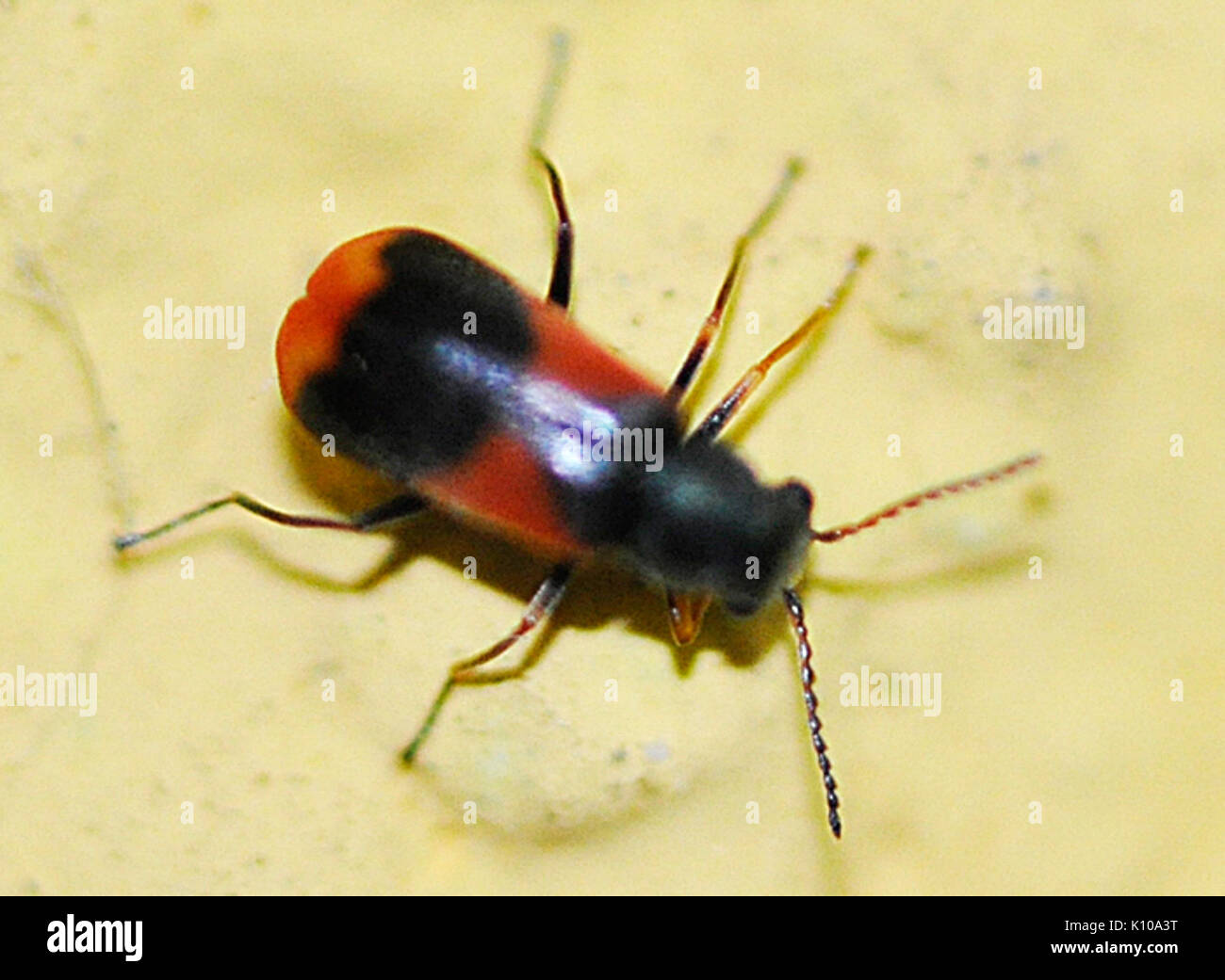 Anthocomus hi-res stock photography and images - Alamy