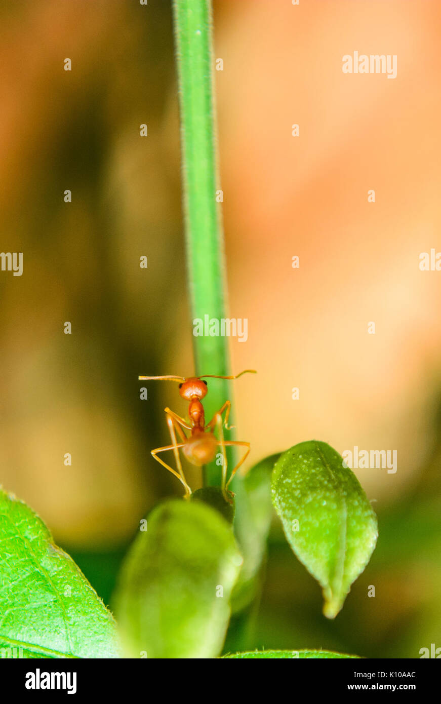 Ant crossing bridge of stem Stock Photo - Alamy