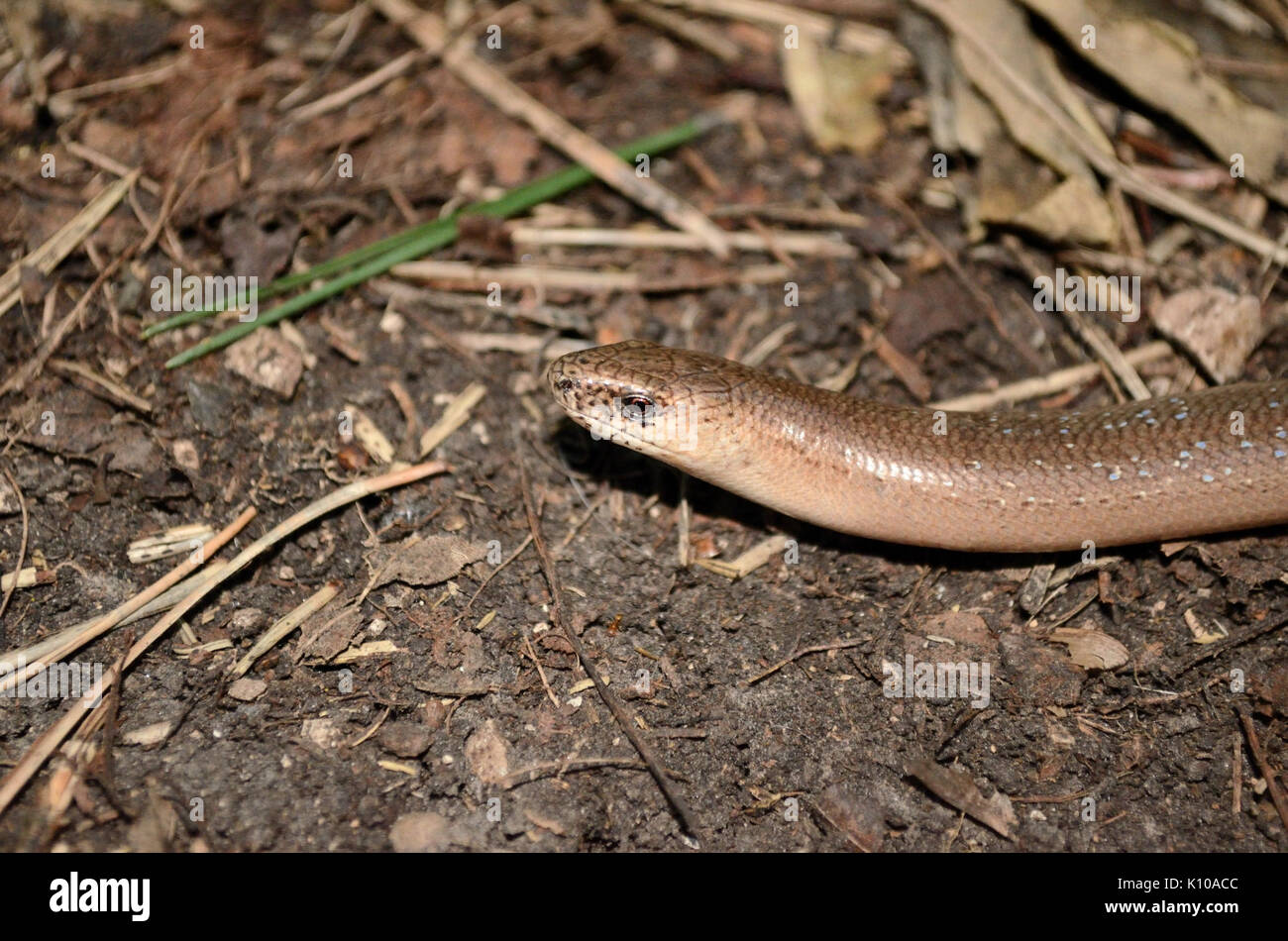 Moedling hi-res stock photography and images - Alamy