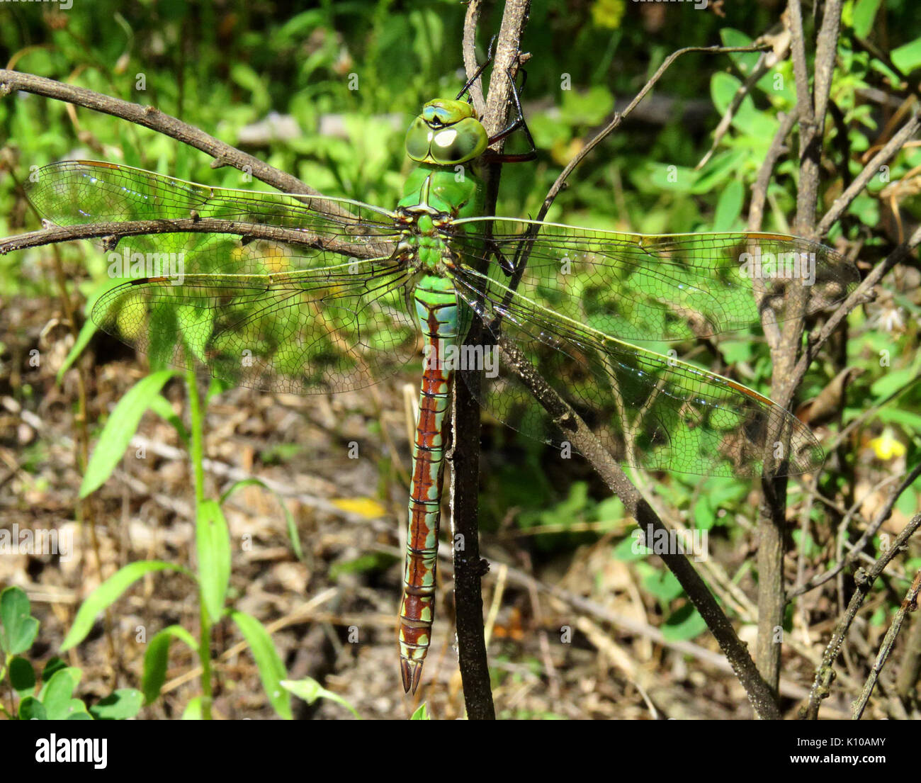 Anax imperator Kiev3 Stock Photo - Alamy