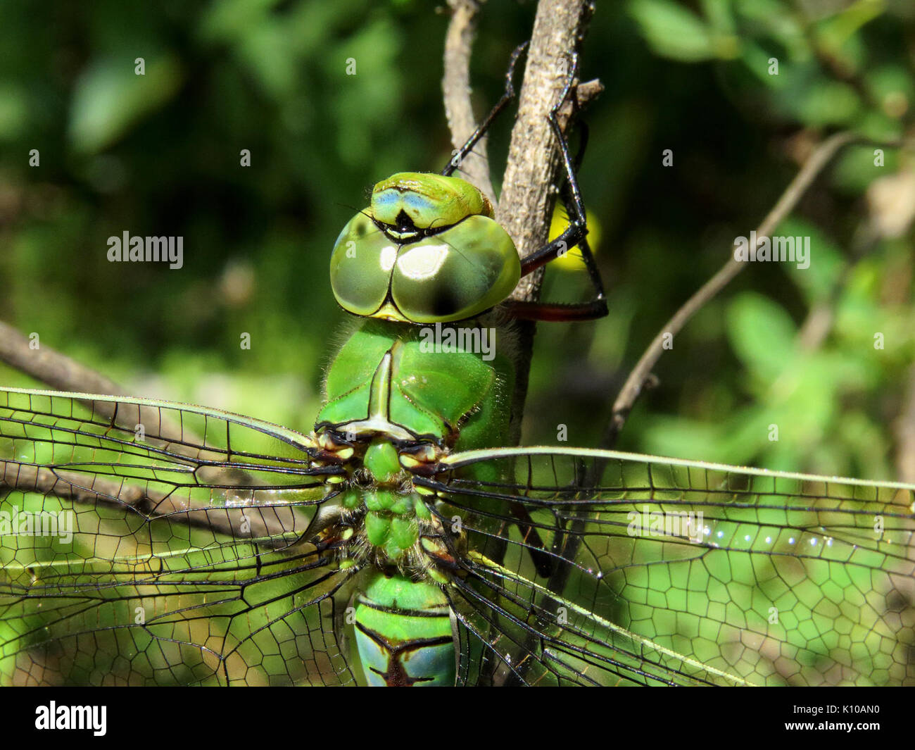Flying anax imperator hi-res stock photography and images - Alamy