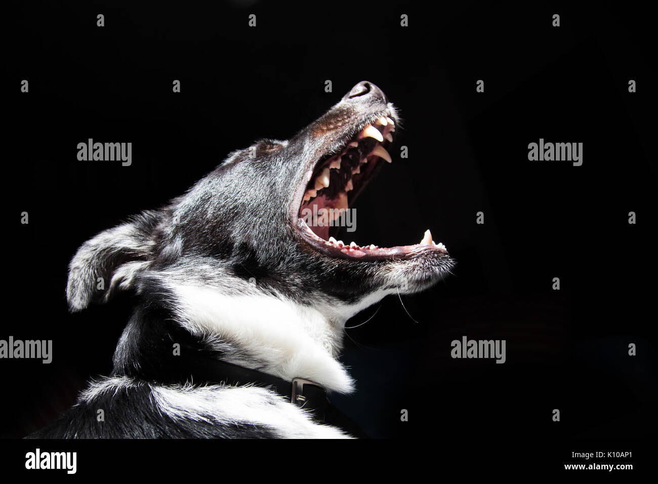 Dangers animal hi-res stock photography and images - Alamy