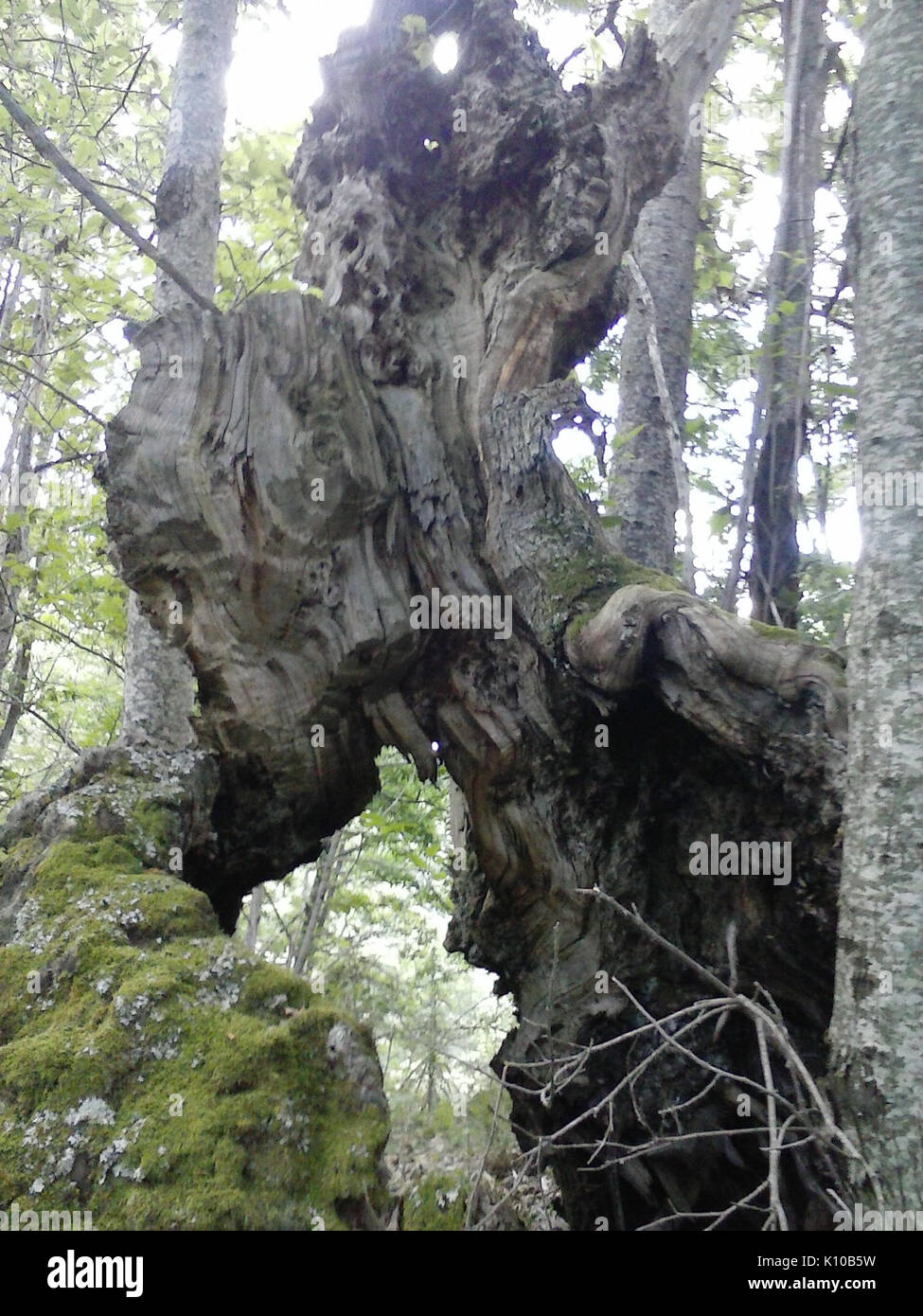 Albero line hi-res stock photography and images - Alamy