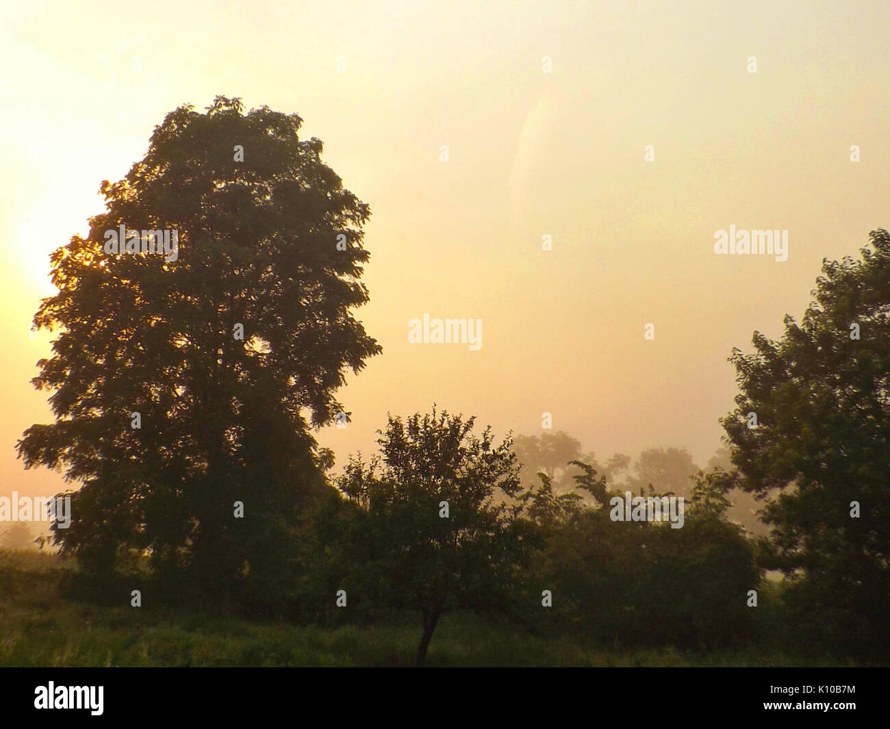 Misty morning tree silhouette hi-res stock photography and images - Alamy