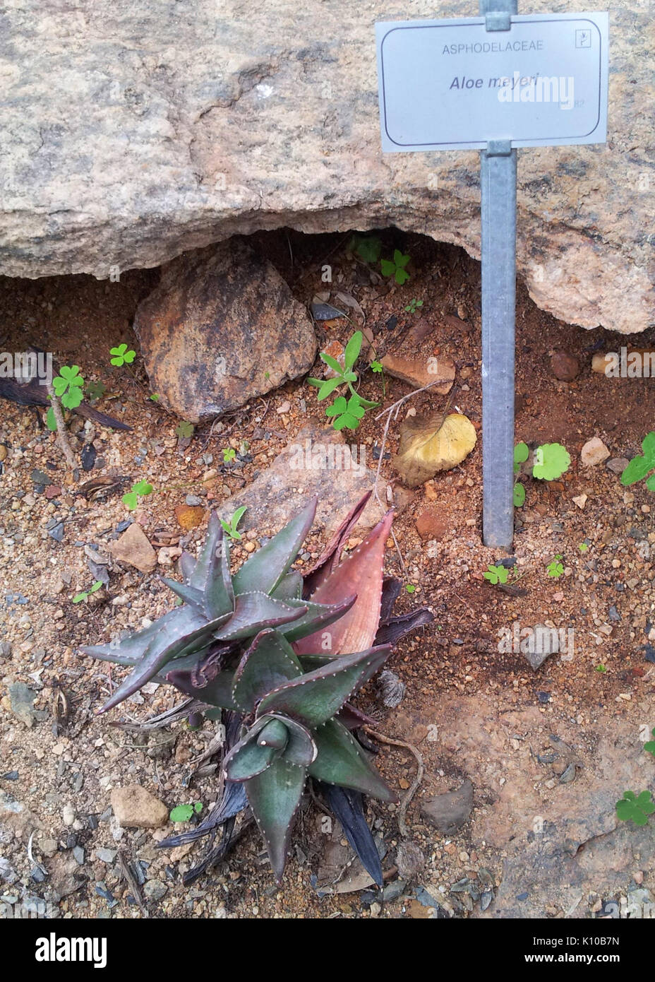 Aloe meyeri cultivation in Kirstenbosch botanical gardens Stock Photo ...