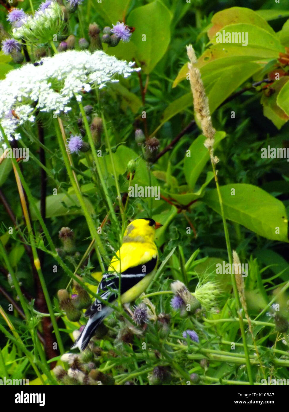 The goldfinch cover hi-res stock photography and images - Alamy