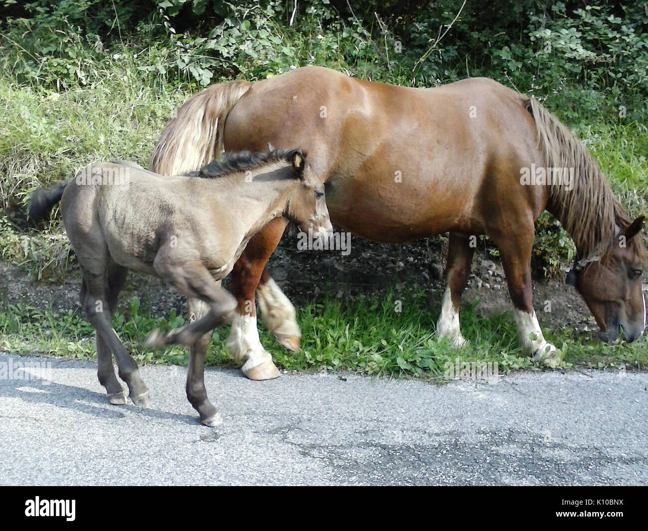 Terrestrial animals hi-res stock photography and images - Alamy