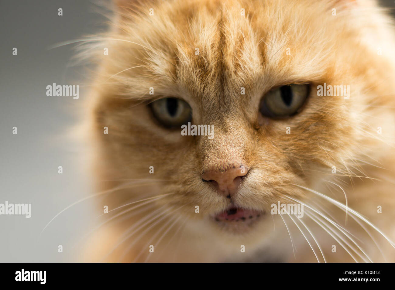 Animal pet cute close up view (23698062314 Stock Photo - Alamy