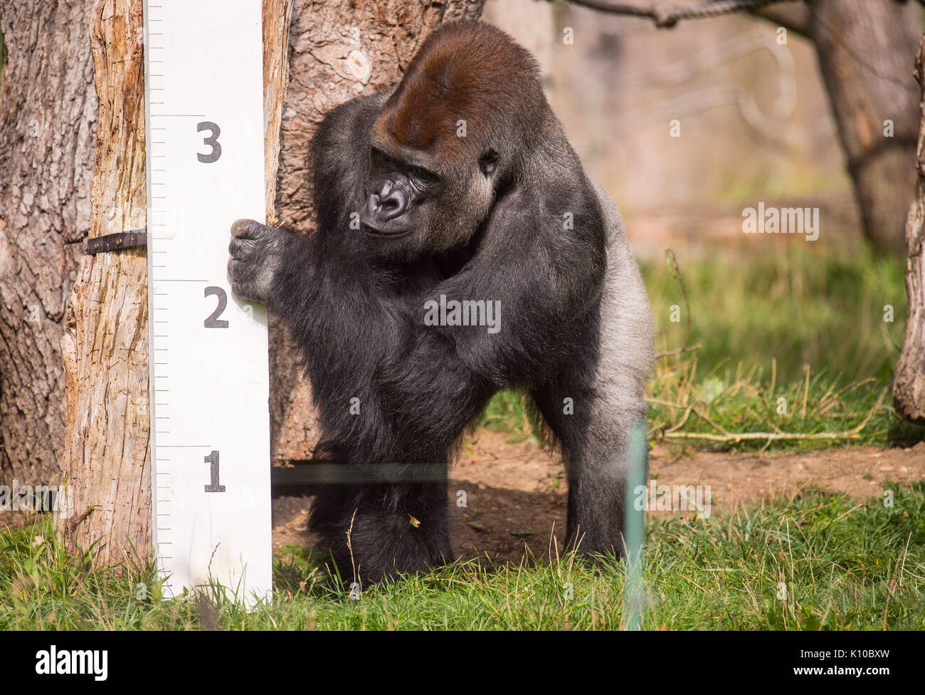 Silverback gorilla stands alongside hi-res stock photography and images ...