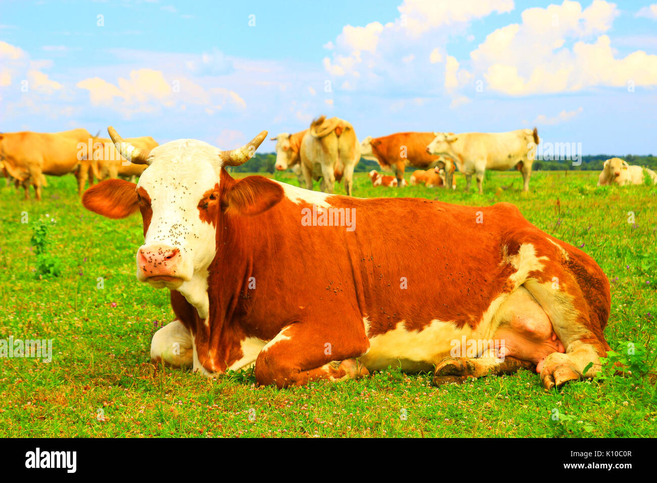 Cows on farm land Stock Photo - Alamy